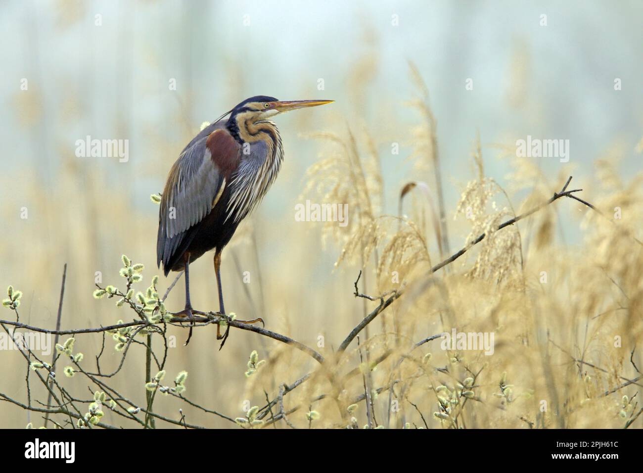 Mature heron hi-res stock photography and images - Alamy