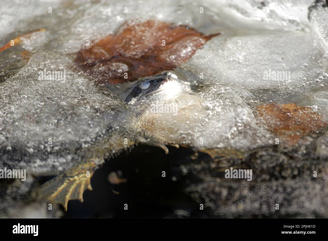 Death frog hi-res stock photography and images - Alamy