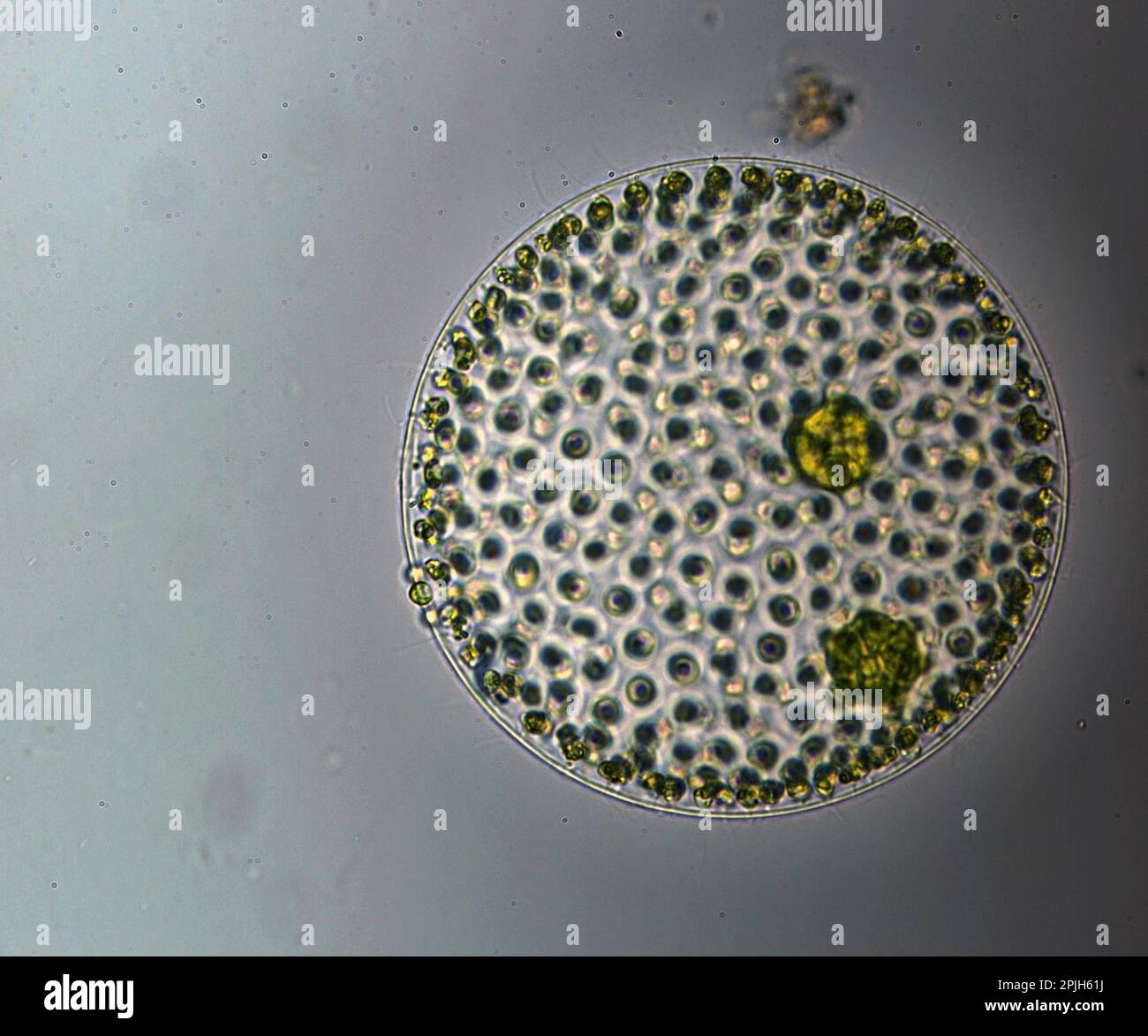 Volvox 10x Magnification