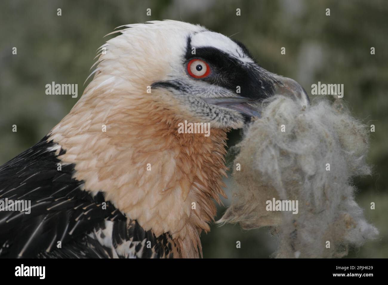 Vulture nesting hi-res stock photography and images - Alamy