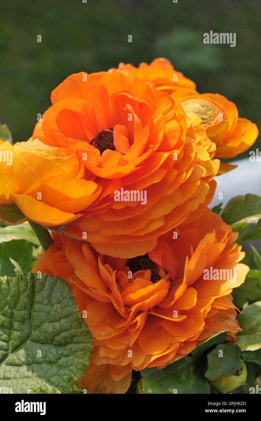 Asian adonis hi-res stock photography and images - Alamy