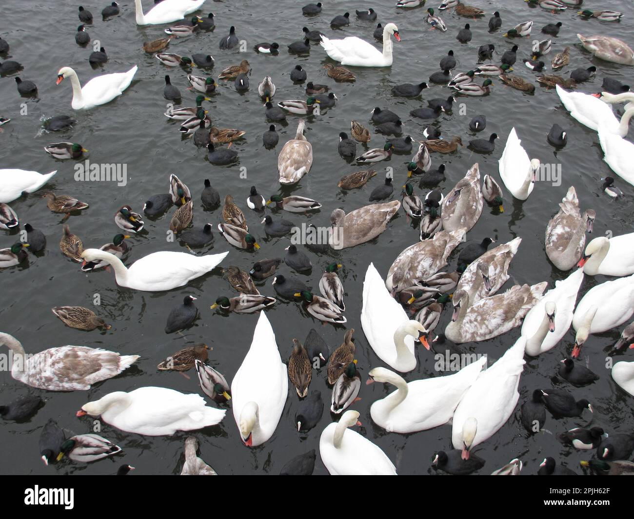Swan and mallards hi-res stock photography and images - Alamy