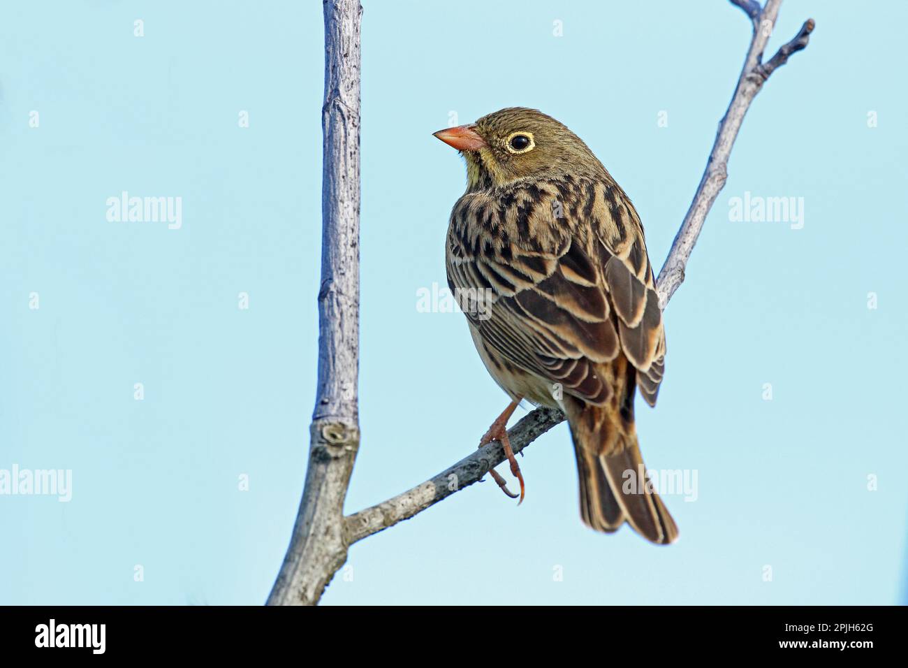 Ortolan sparrow hi-res stock photography and images - Alamy