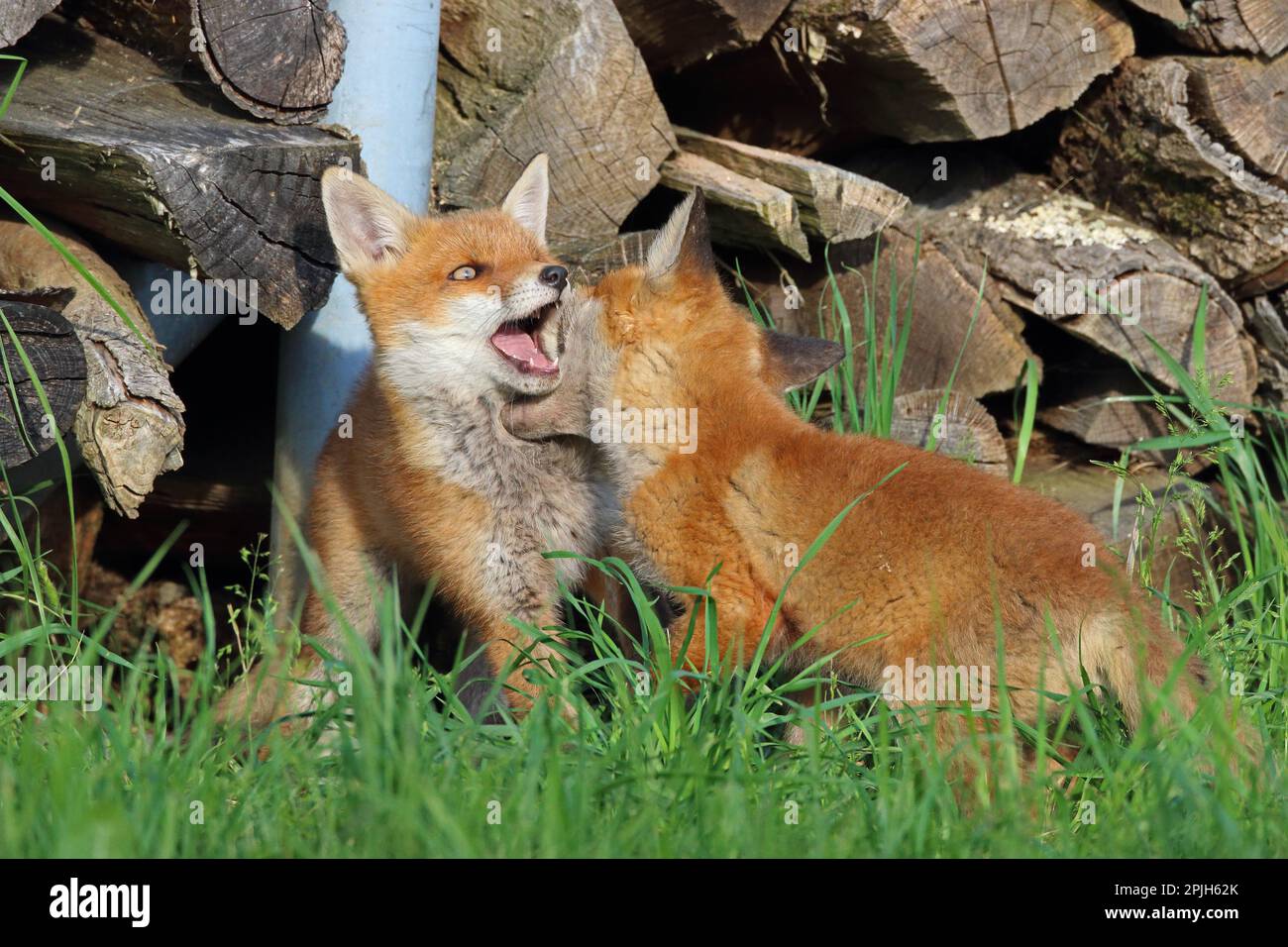 Red foxes couple hi-res stock photography and images - Alamy