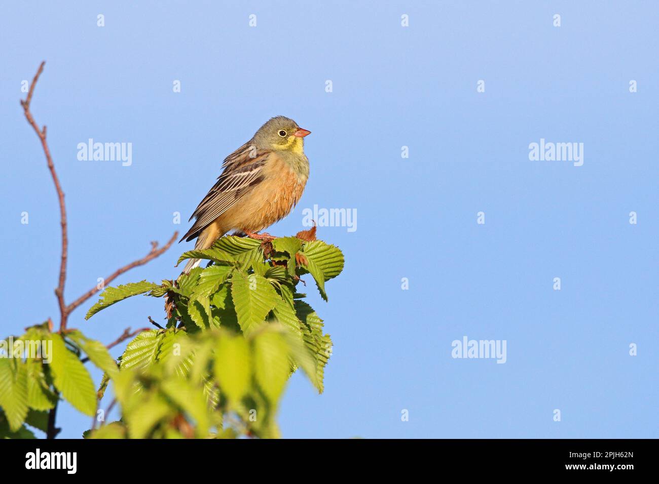 Ortolan sparrow hi-res stock photography and images - Alamy
