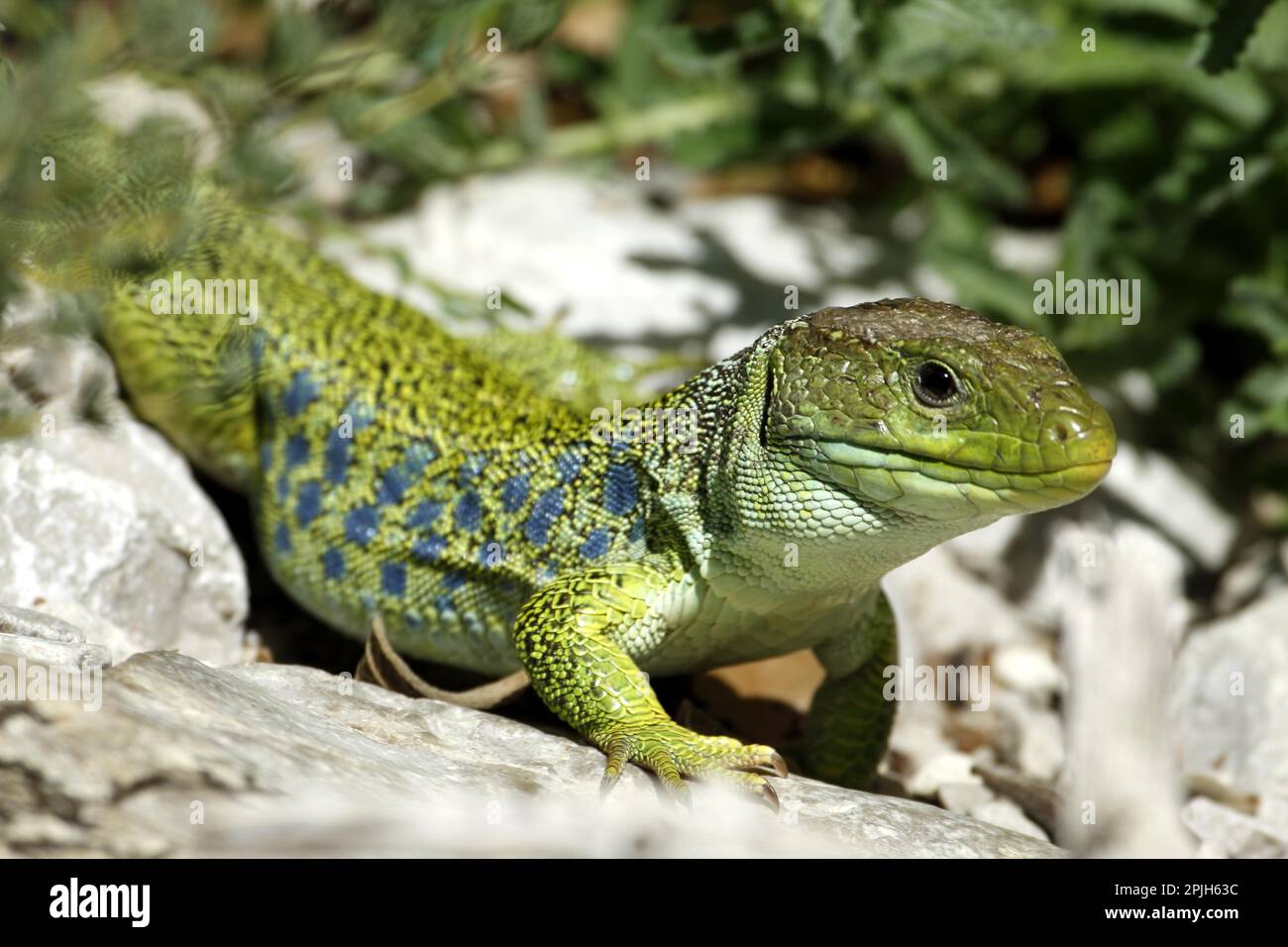 Outdoor lizard hi-res stock photography and images - Alamy