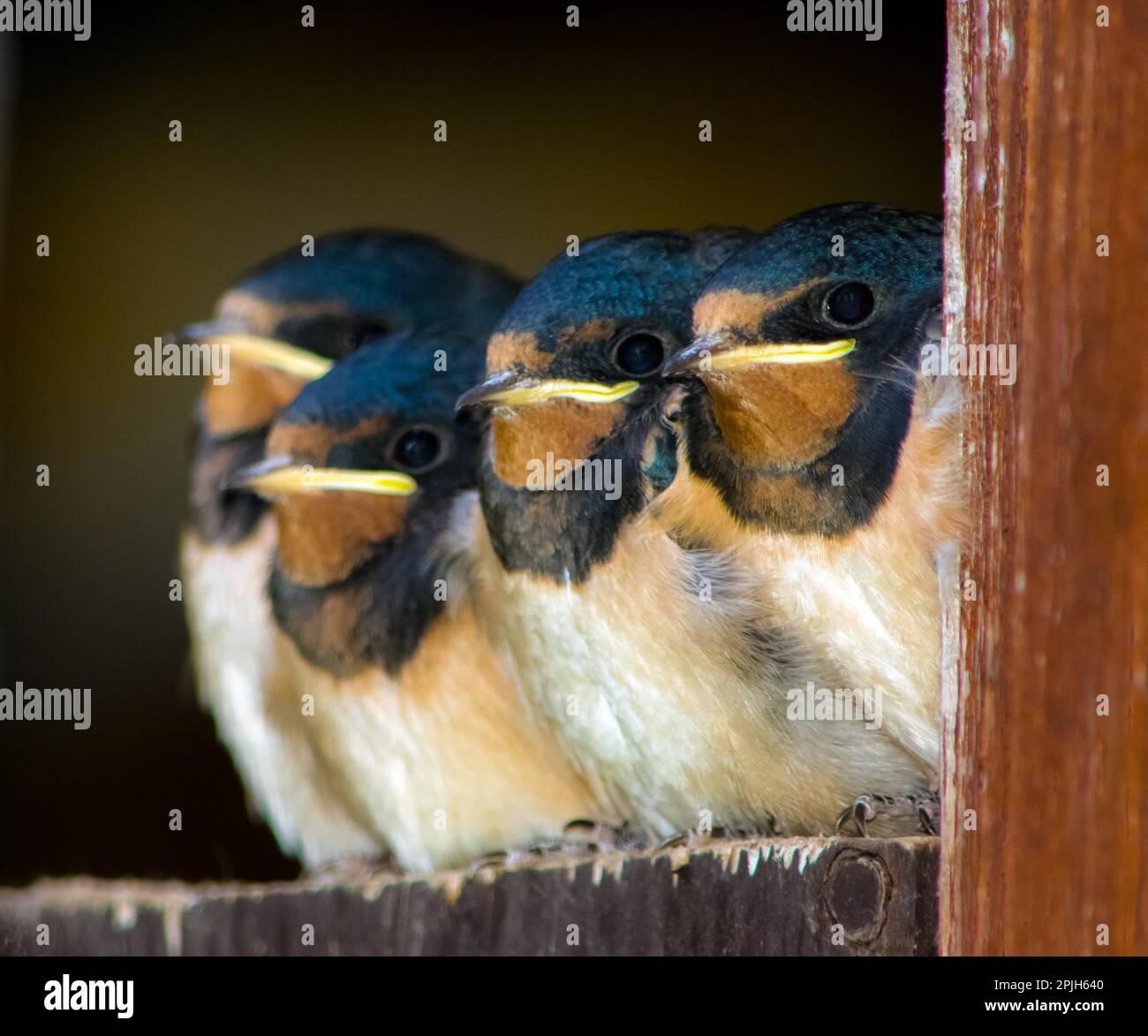 Barn swallows, young birds Stock Photo - Alamy
