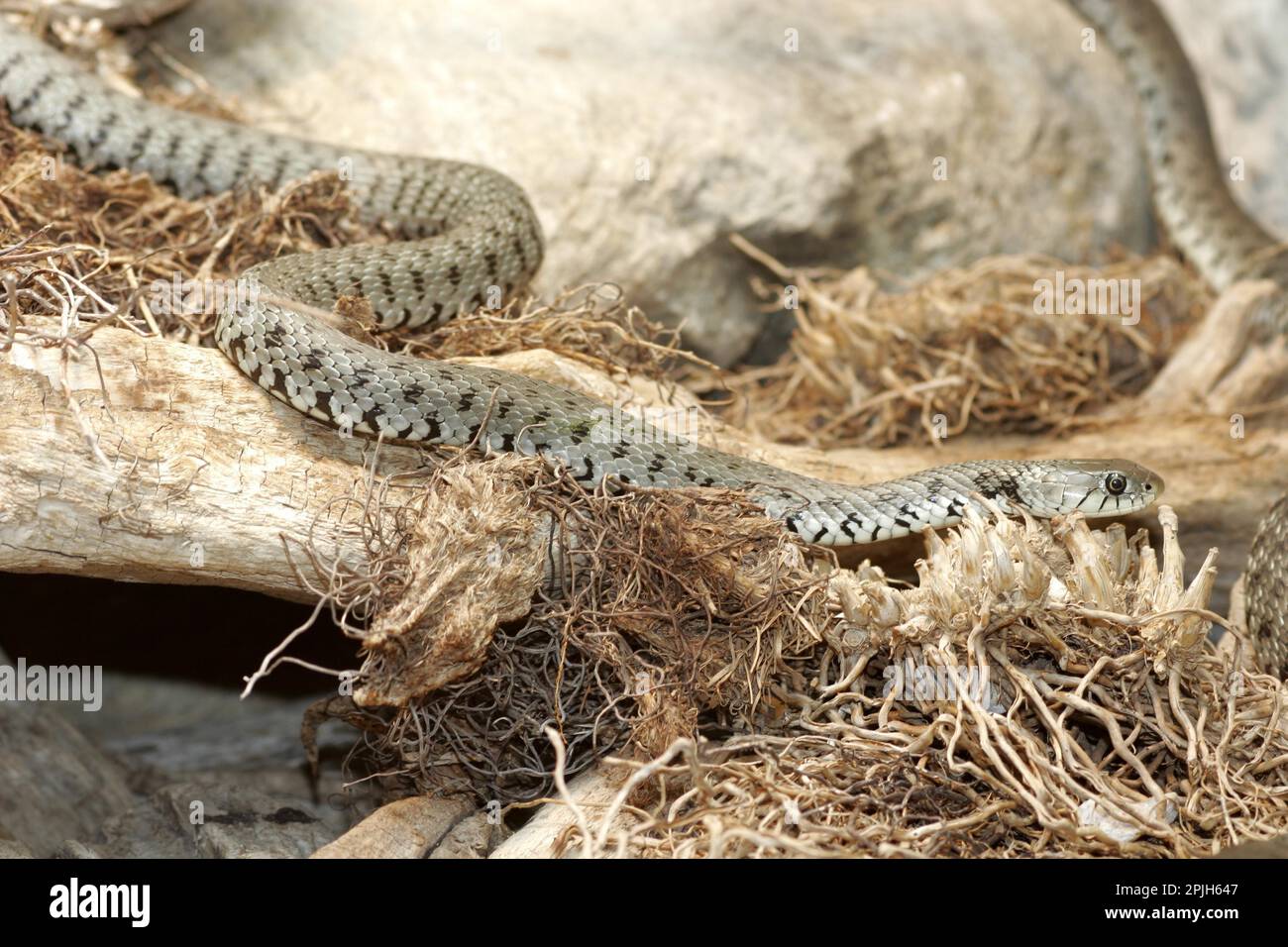 Adult grass snake hi-res stock photography and images - Alamy