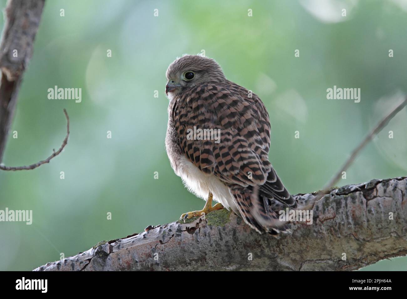 Kestrel fledgling hi-res stock photography and images - Alamy