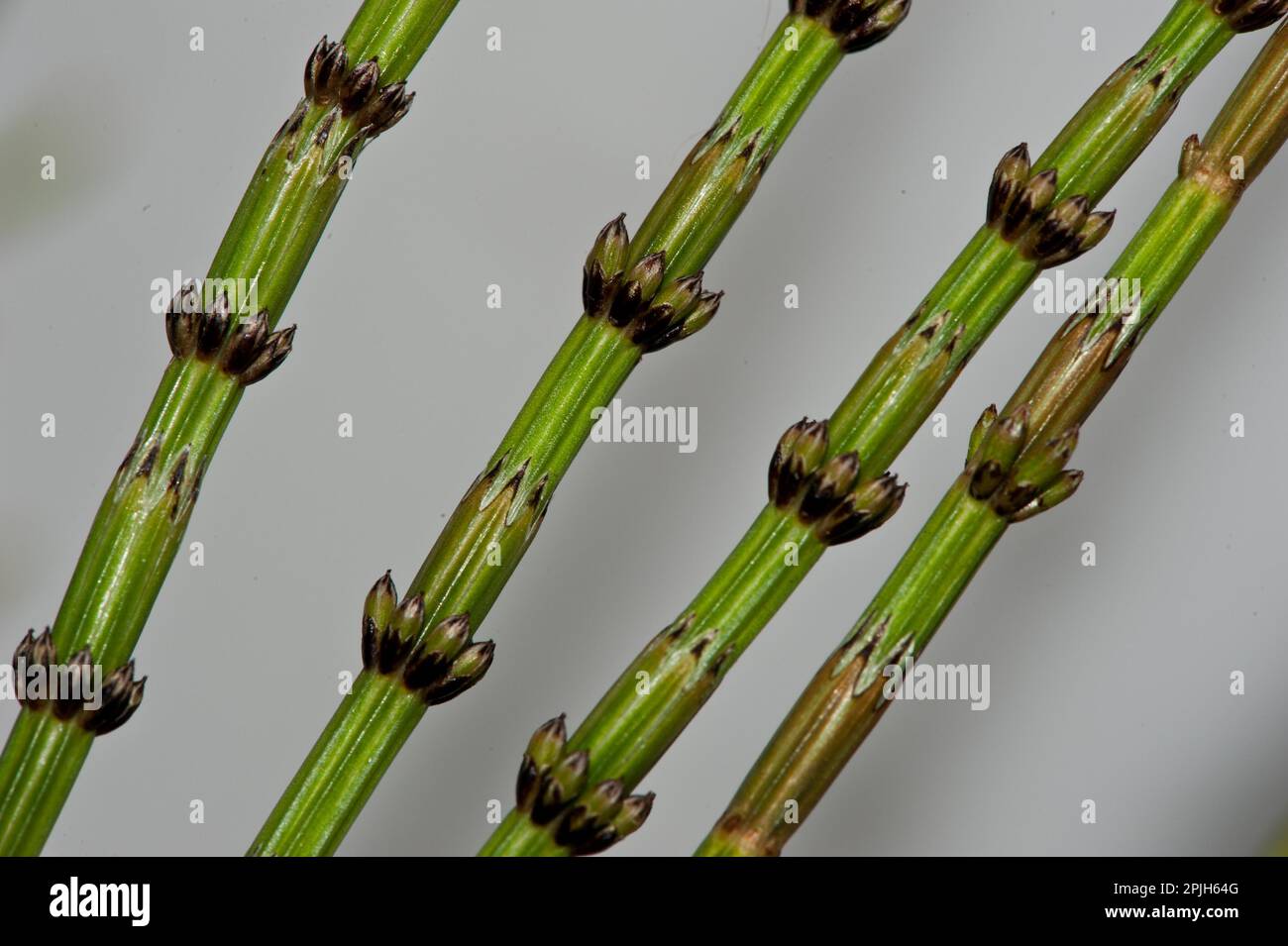 Northern horsetail hi-res stock photography and images - Alamy