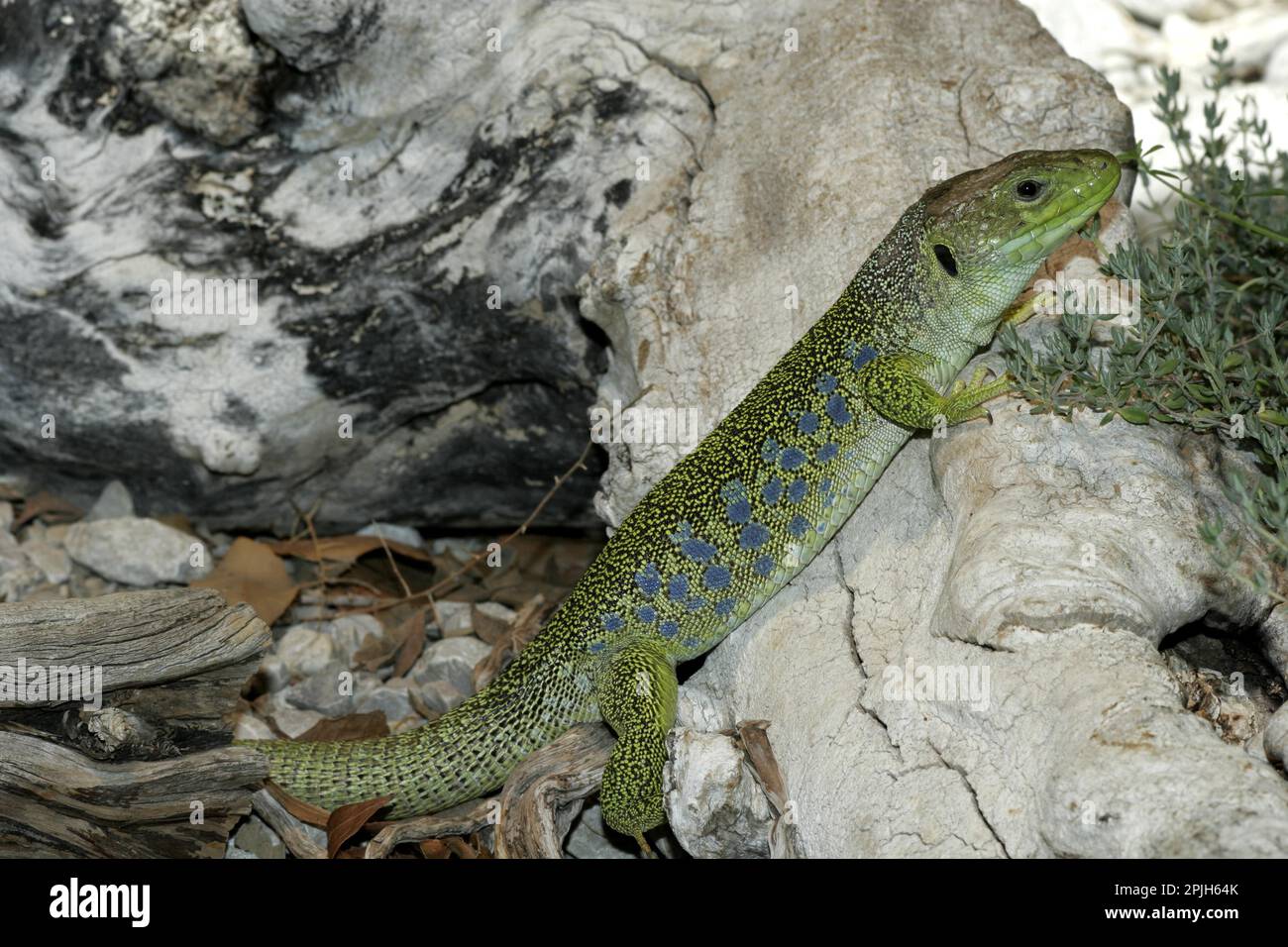 Ocellated lizard adult hi-res stock photography and images - Alamy