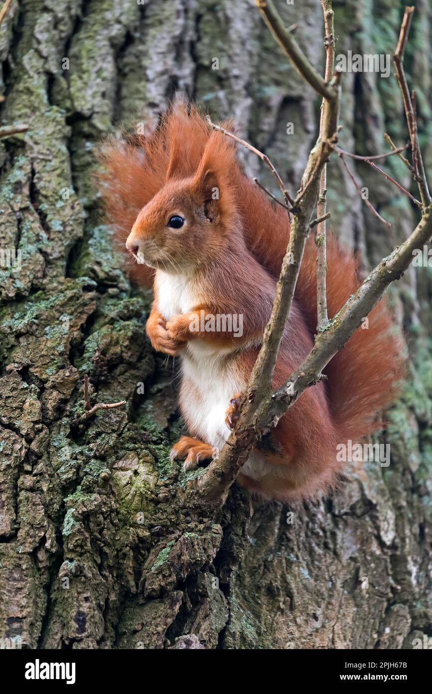 Squirrel (Sciurus vulgaris), wildlife, Germany Stock Photo - Alamy