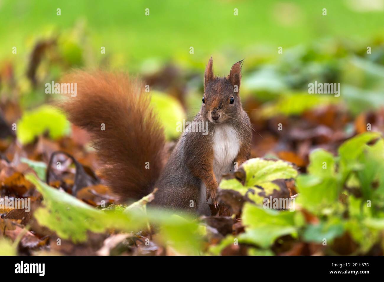 Squirrel (Sciurus vulgaris), wildlife, Germany Stock Photo - Alamy