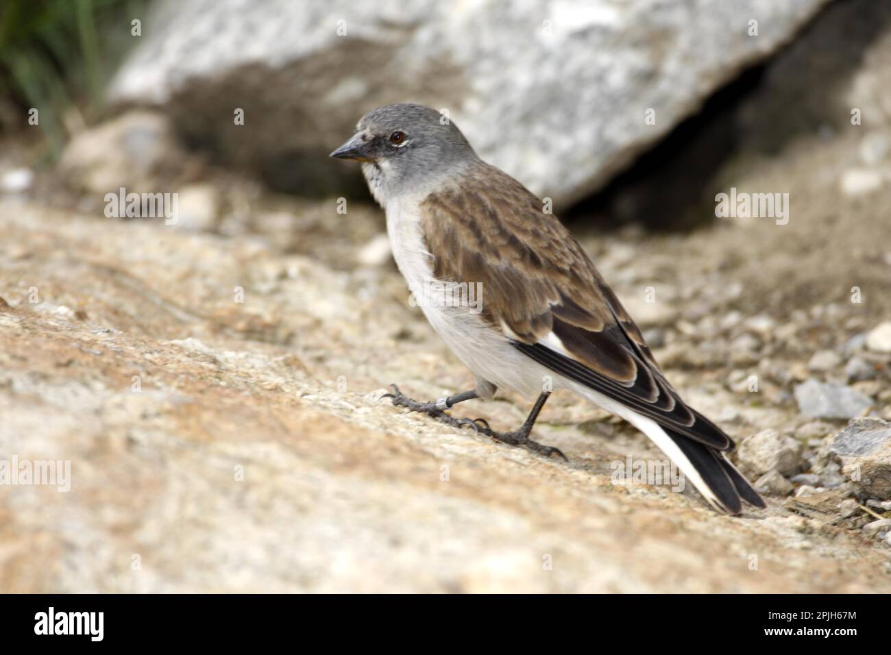 Snow finch white winged hi-res stock photography and images - Alamy