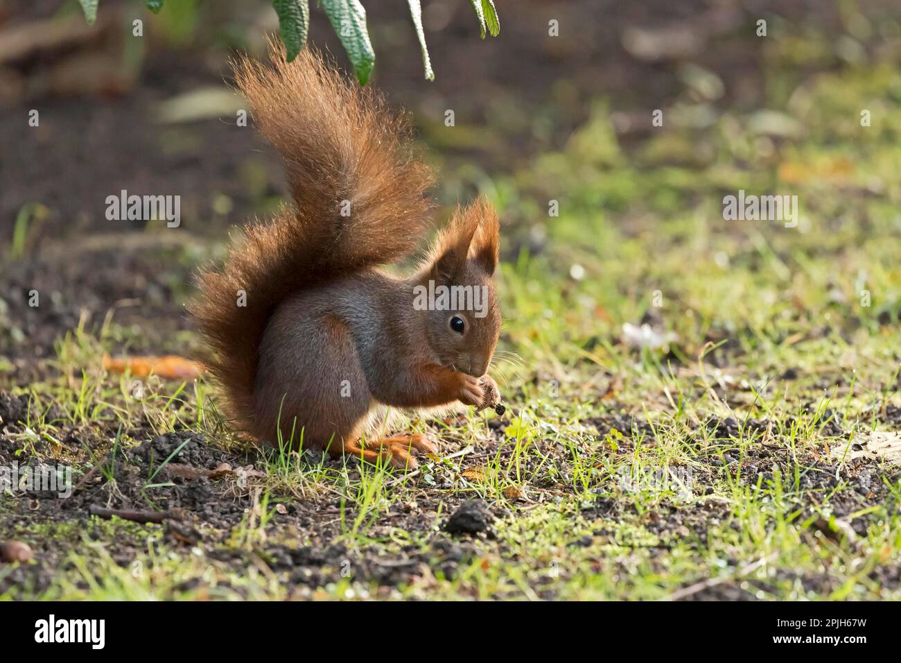 Squirrel (Sciurus vulgaris), wildlife, Germany Stock Photo - Alamy