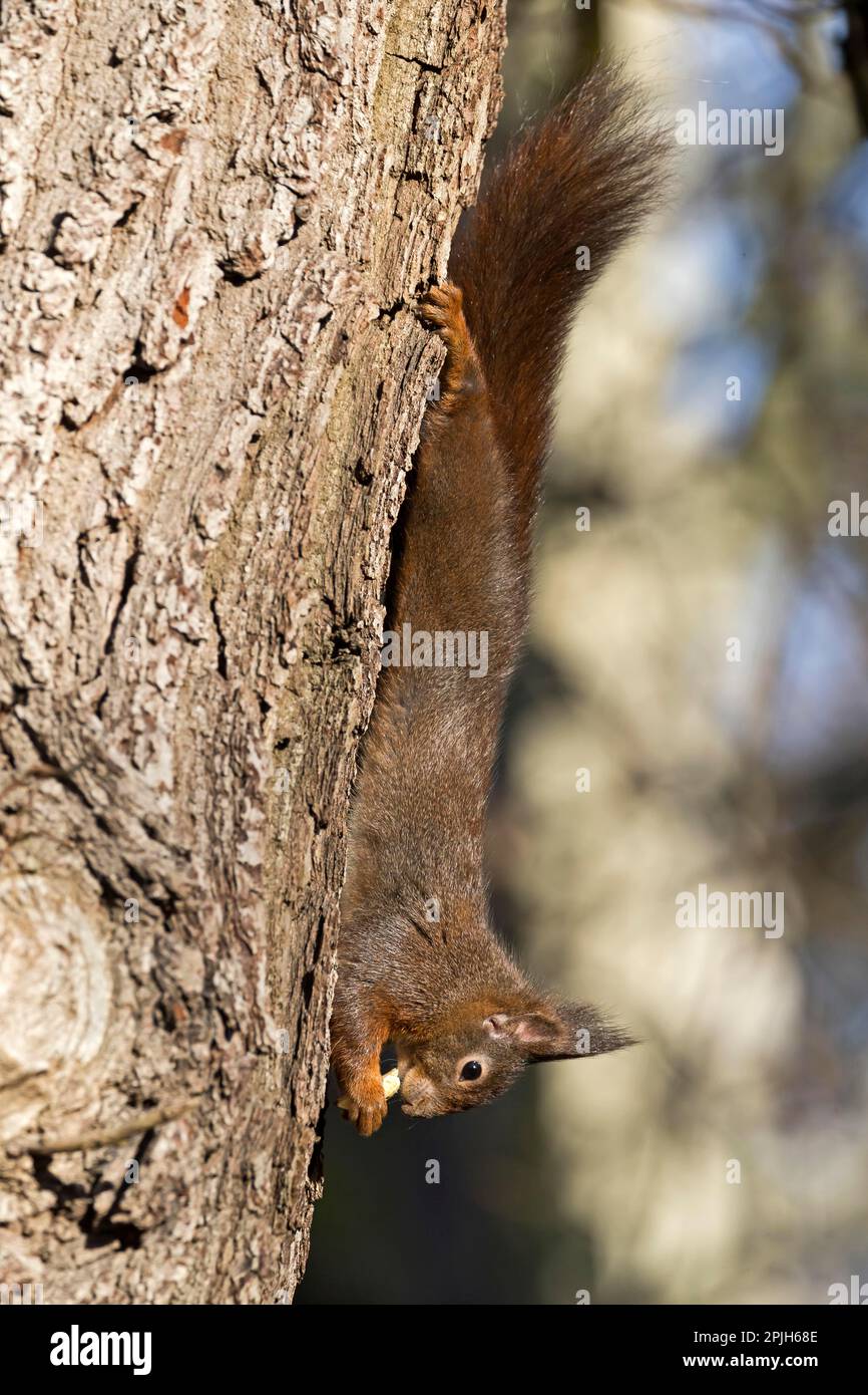 Squirrel (Sciurus vulgaris), wildlife, Germany Stock Photo - Alamy