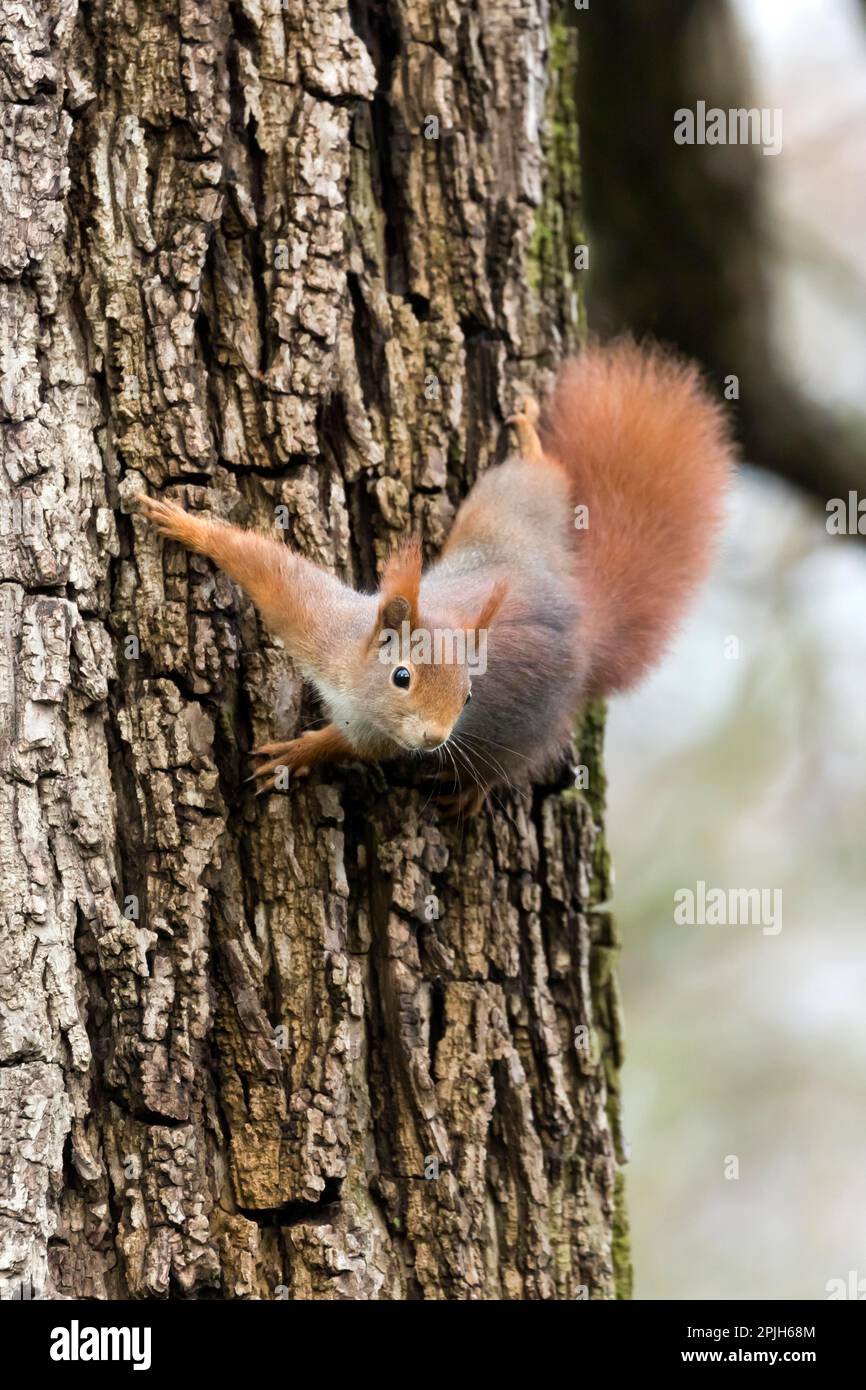Squirrel (Sciurus vulgaris), wildlife, Germany Stock Photo - Alamy