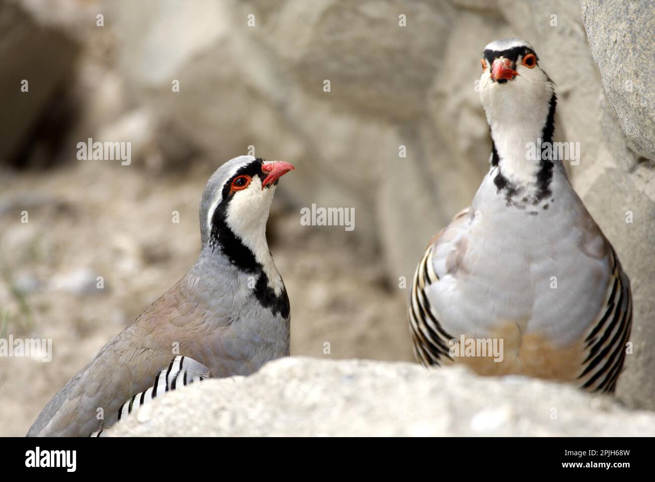 Rock partridge hi-res stock photography and images - Alamy