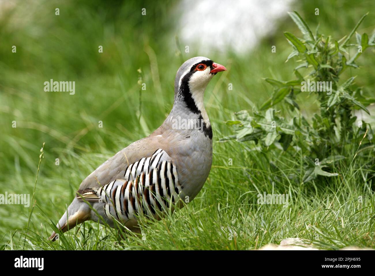 Rock partridge hi-res stock photography and images - Alamy