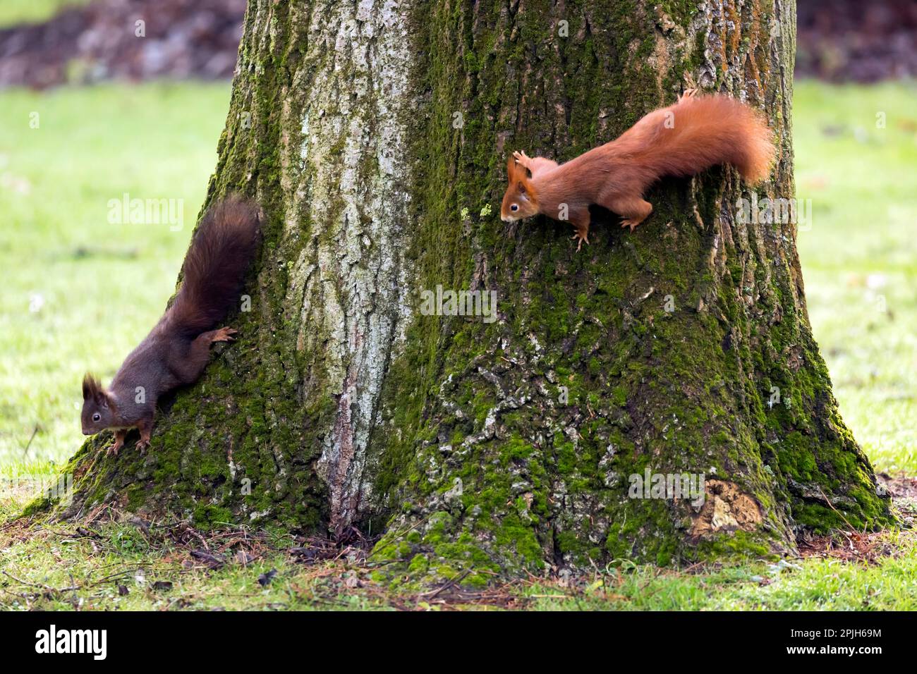 Squirrel (Sciurus vulgaris), wildlife, Germany Stock Photo - Alamy