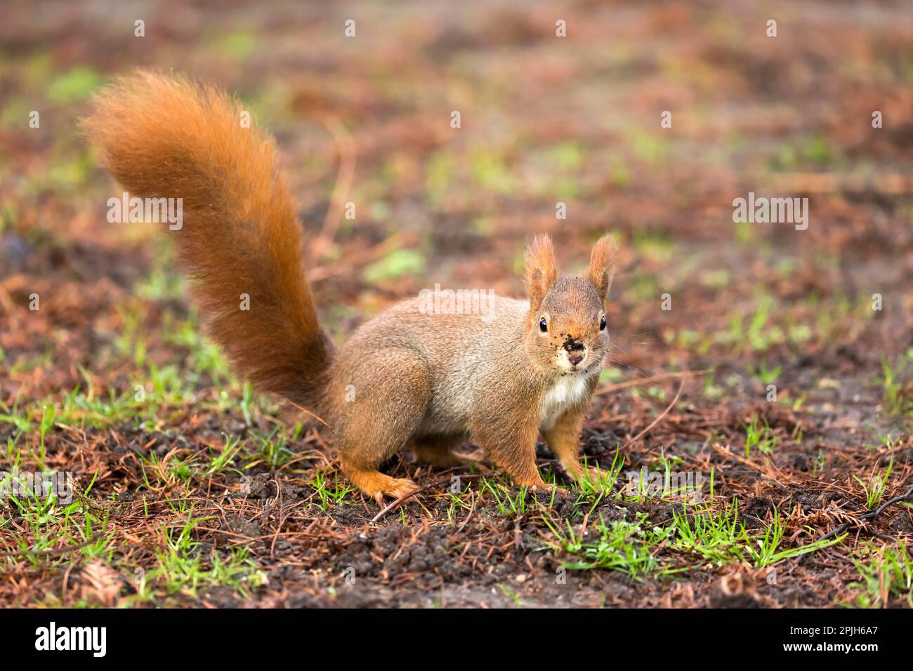 Squirrel (Sciurus vulgaris), wildlife, Germany Stock Photo - Alamy