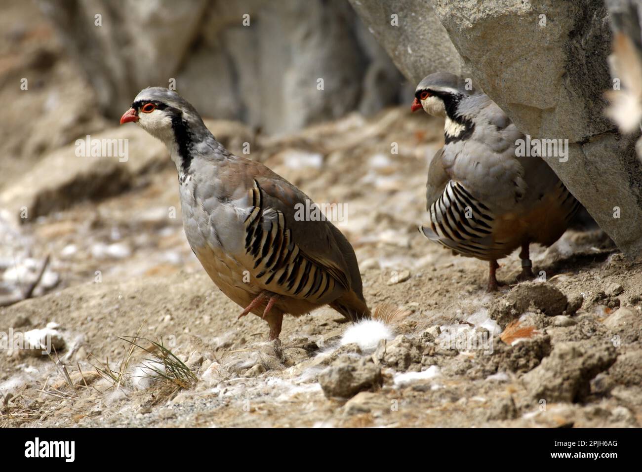 Rock partridge hi-res stock photography and images - Alamy