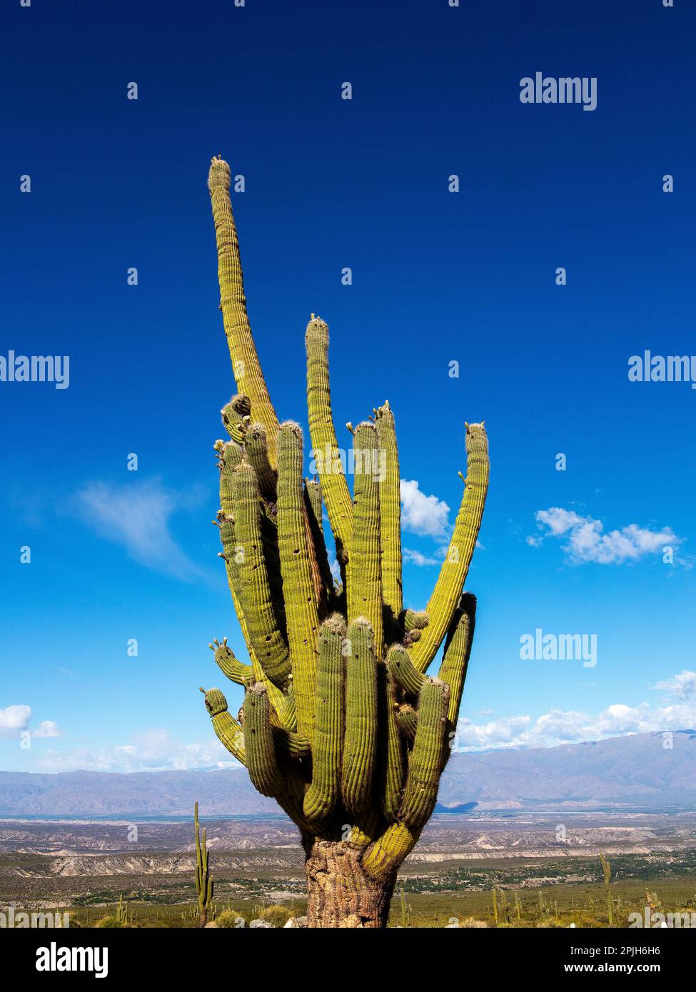 El abuelo cactus hi-res stock photography and images - Alamy
