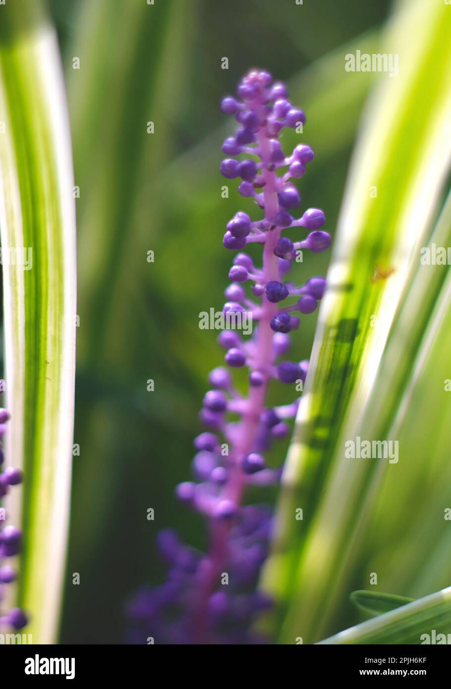 Purple bud spring wild hi-res stock photography and images - Alamy