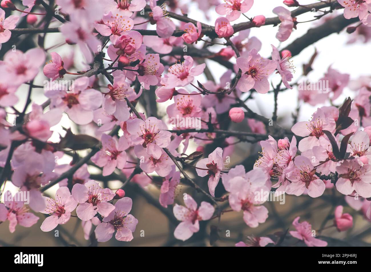 Season park plum blossom beautiful environment hi-res stock photography ...