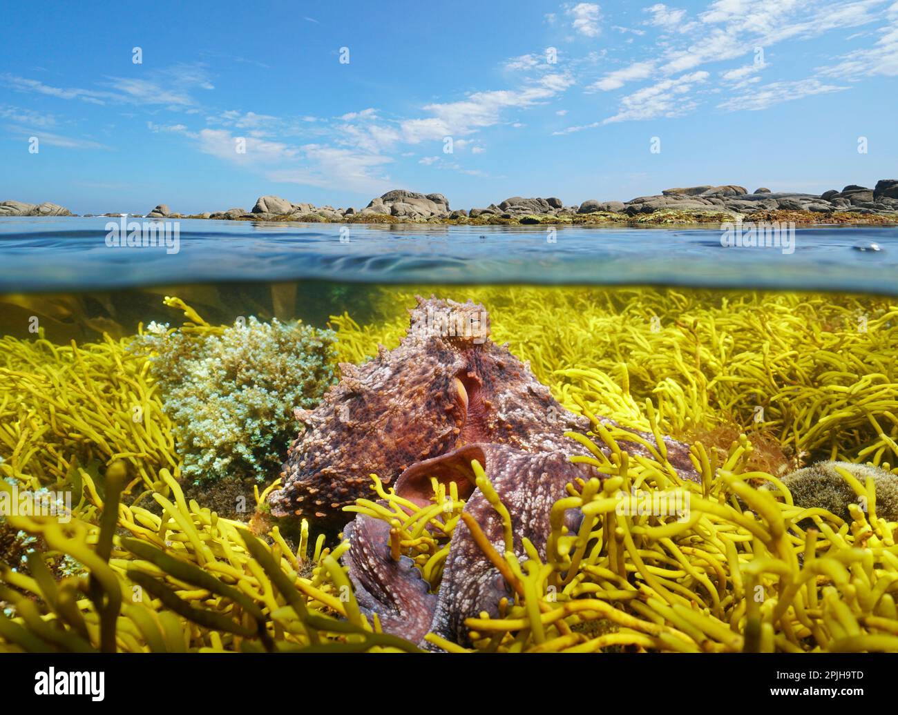 Octopus octopus vulgaris galicia hi-res stock photography and images ...