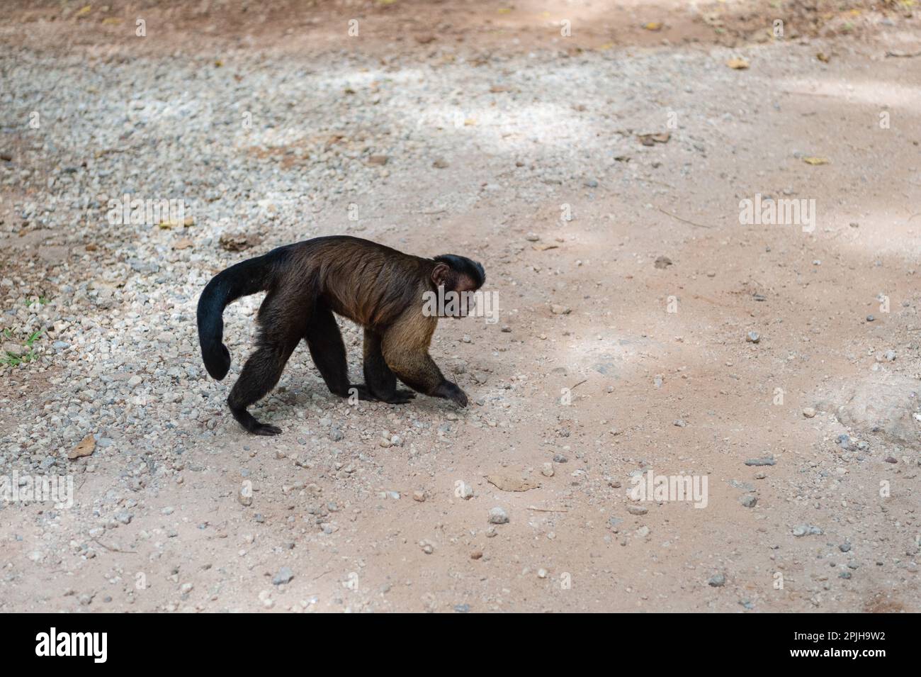 image of capuchin monkey in wildlife. capuchin monkey in wildlife ...