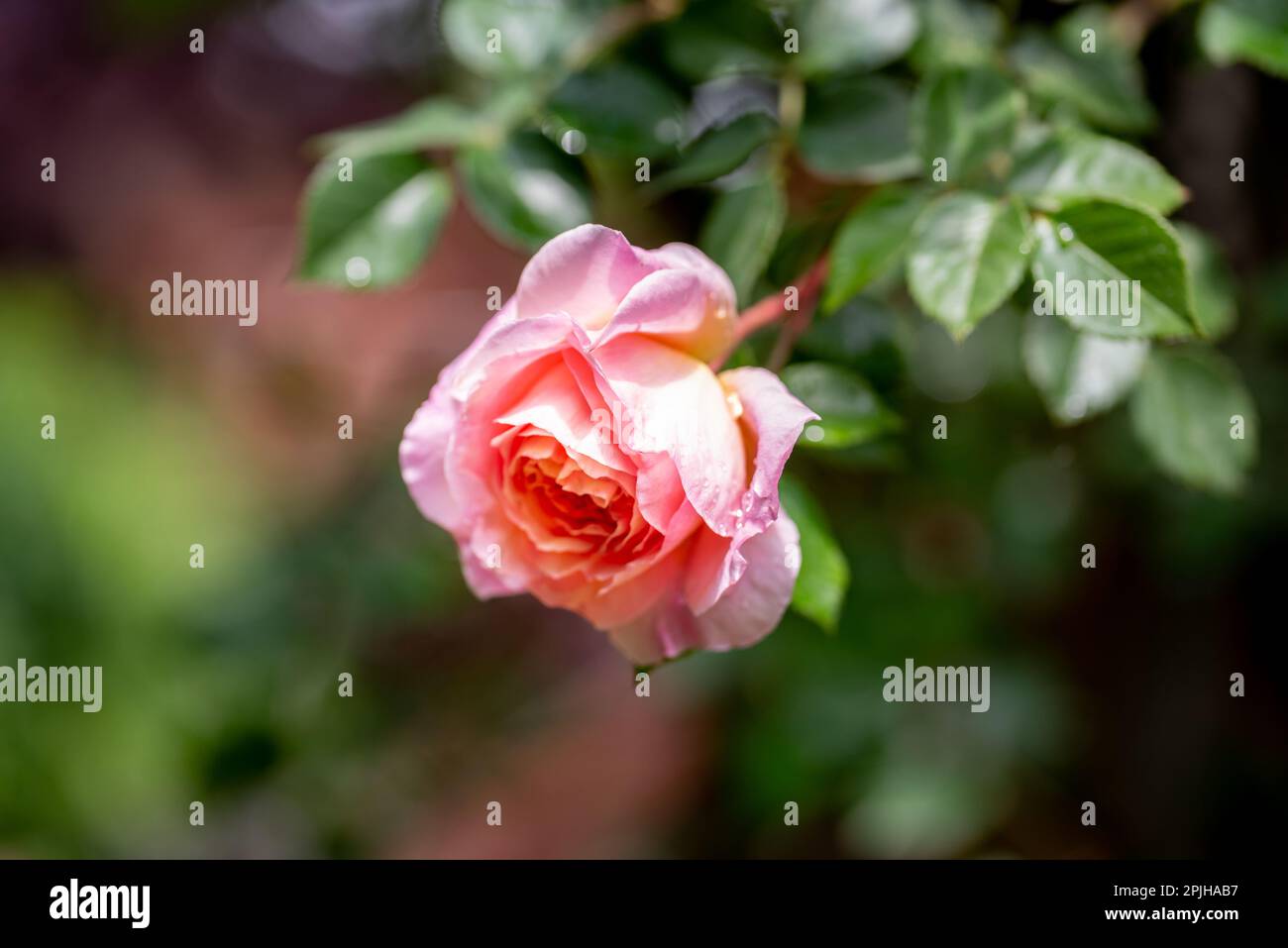 Spring. Rose. A rose is either a woody perennial flowering plant Stock ...