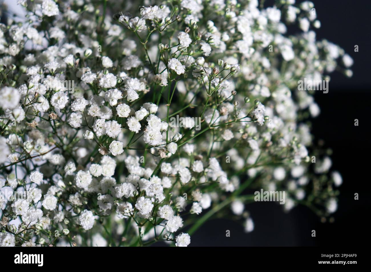 Gypsophila paniculata flower hi-res stock photography and images - Alamy