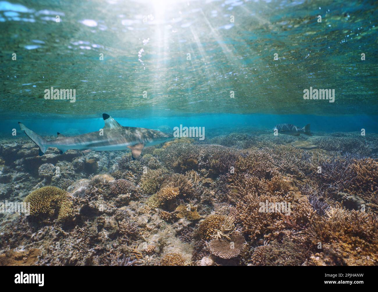 Sunlight under water surface on a coral reef with a blacktip reef shark ...