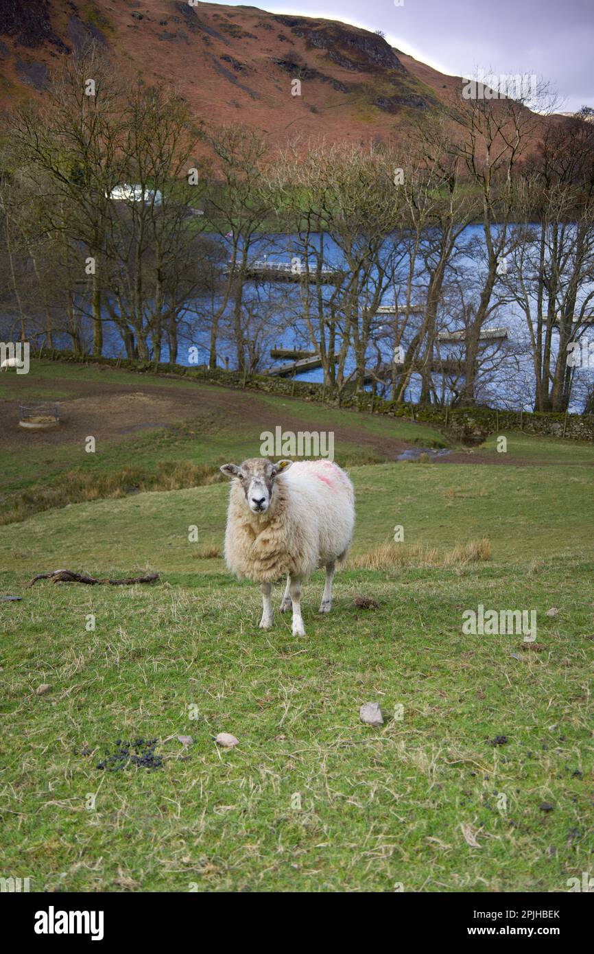 Howtown bay ullswater lake district hi-res stock photography and images ...