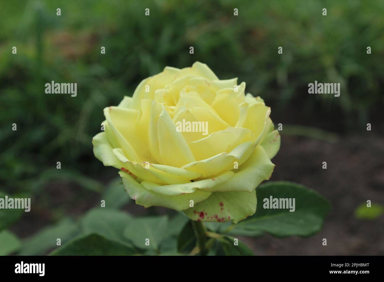 Rose meaning hi-res stock photography and images - Alamy