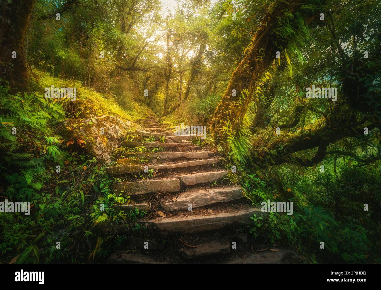 Stone steps in beautiful old tropical forest in fog at sunset Stock ...