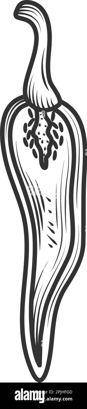 Vector sketch of organic vegetable chili Stock Vector Image & Art - Alamy