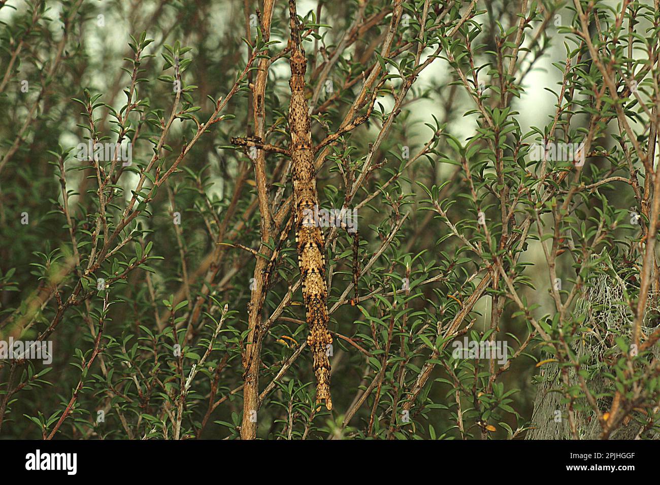 Prickly walking stick insect (Acanthozyla sp. ) on manuka bush Stock ...