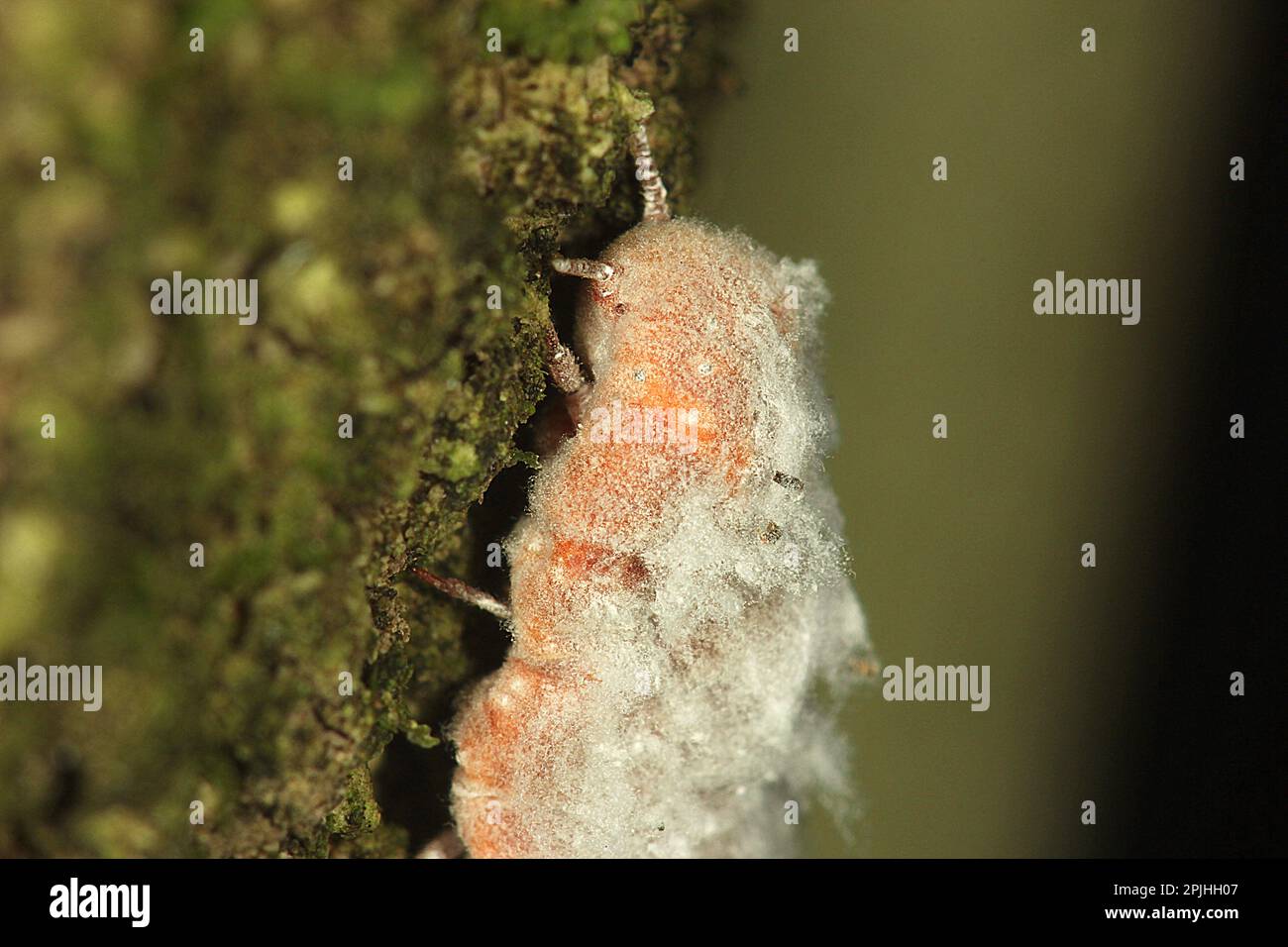 Giant scale insect (Coelostomidia novaezeelandica Stock Photo - Alamy