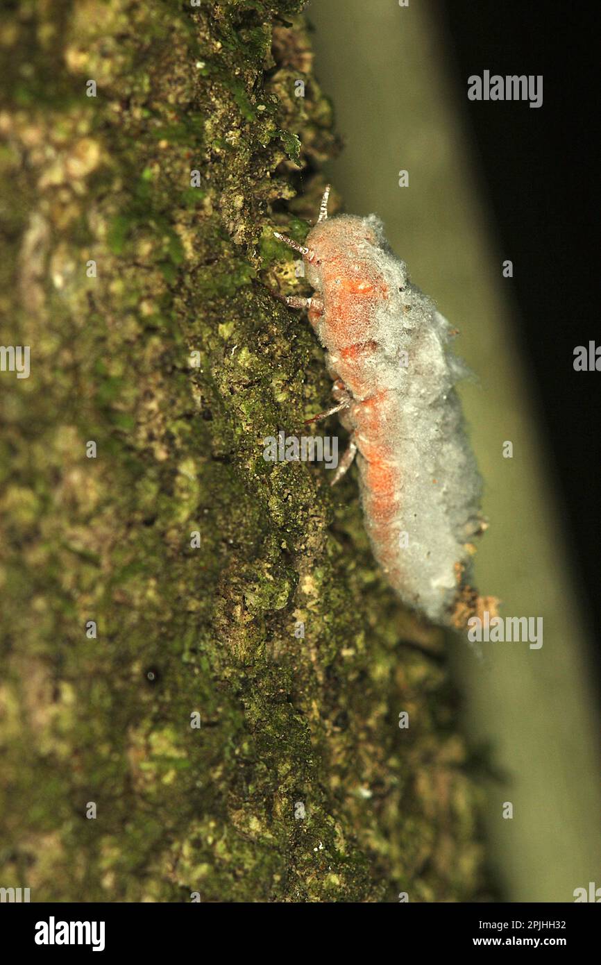 Giant scale insect (Coelostomidia novaezeelandica Stock Photo - Alamy