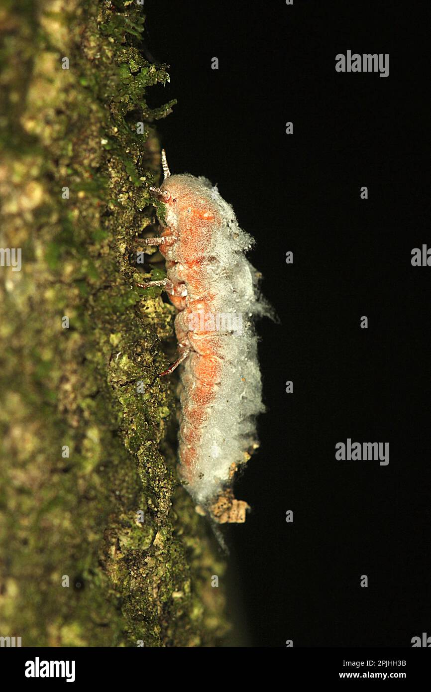 Giant scale insect (Coelostomidia novaezeelandica Stock Photo - Alamy