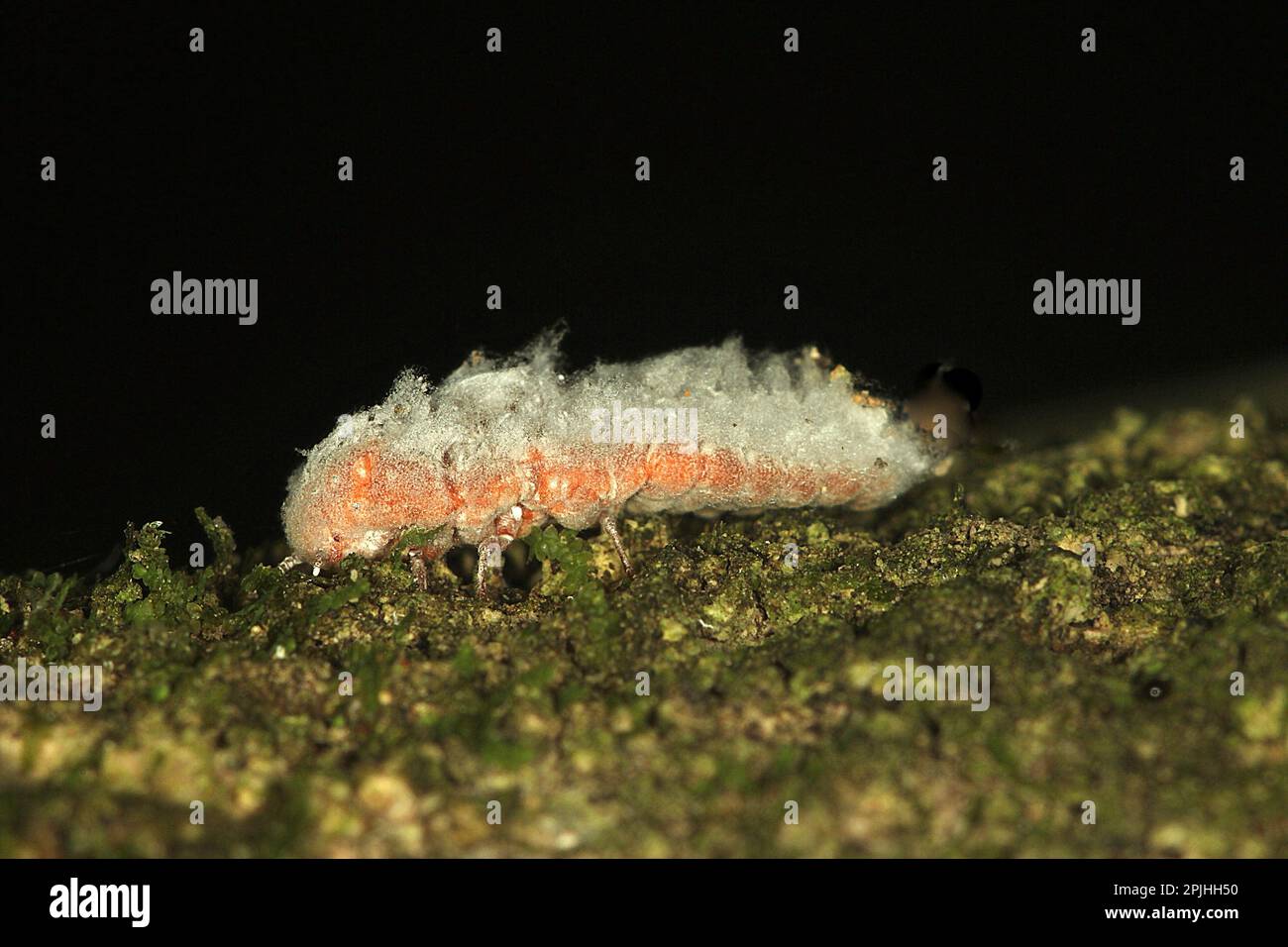 Giant scale insect (Coelostomidia novaezeelandica Stock Photo - Alamy