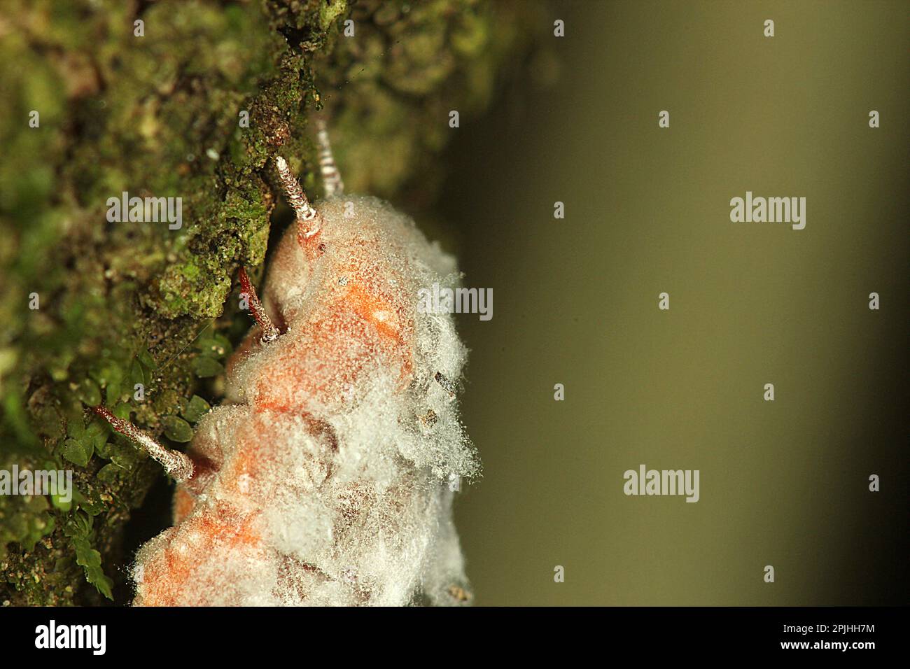 Giant scale insect (Coelostomidia novaezeelandica Stock Photo - Alamy