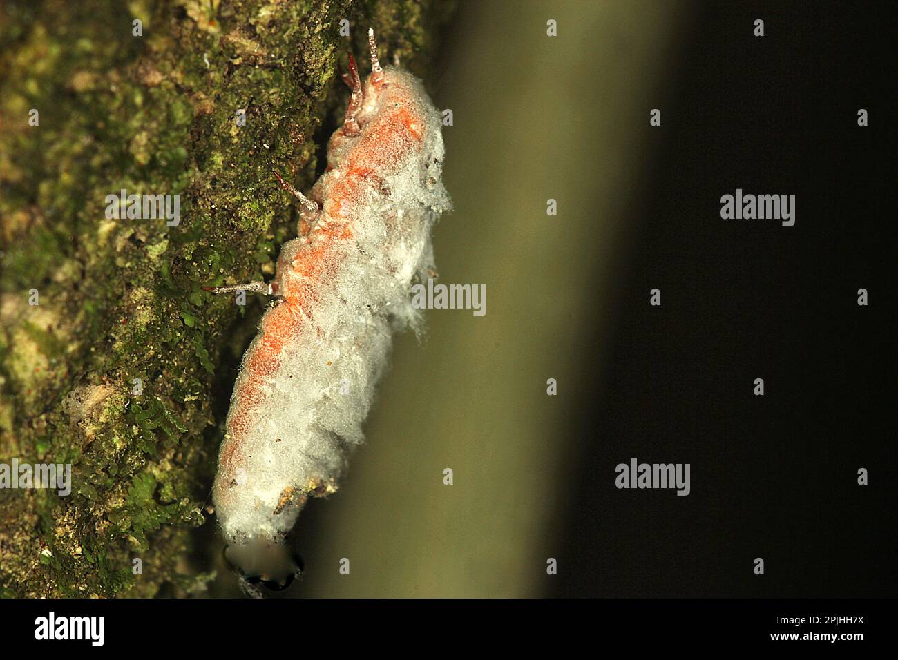 Giant scale insect (Coelostomidia novaezeelandica Stock Photo - Alamy