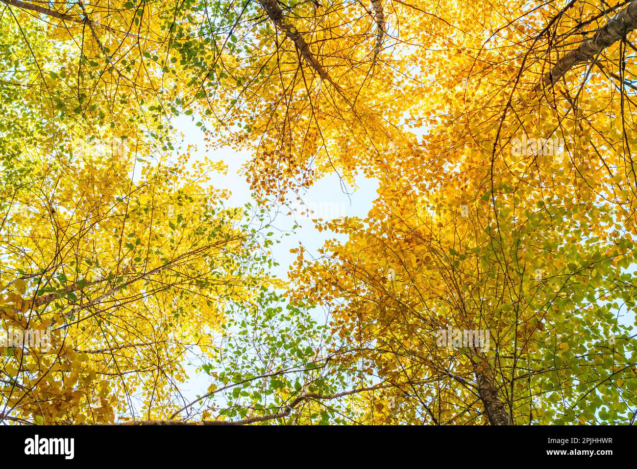 Trees looking up leaves hi-res stock photography and images - Alamy