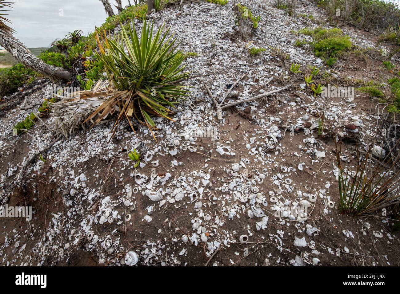 Aboriginal shell midden hi-res stock photography and images - Alamy