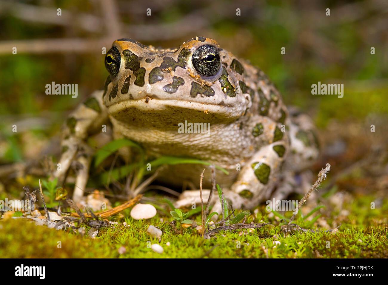 Rospo smeraldino, Bufo viridis, Lago di Baratz, Sassari, Sardegna ...