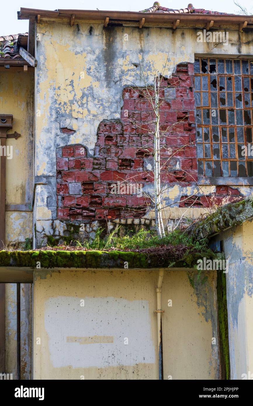 Old abandoned building trees growing hi-res stock photography and ...