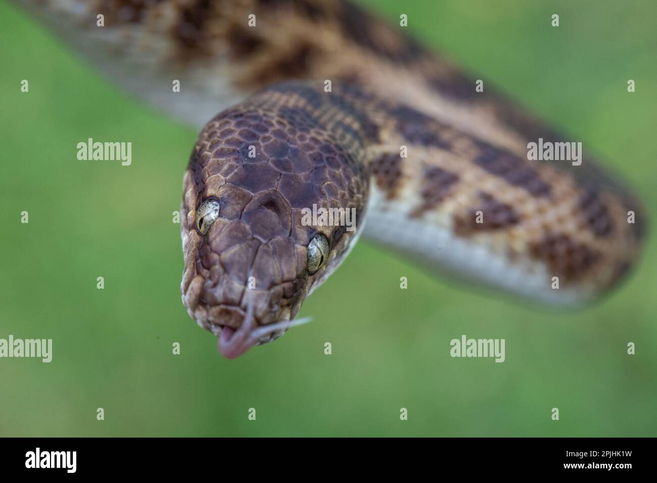 Close up of Australian Children's Python flickering it's tongue Stock ...